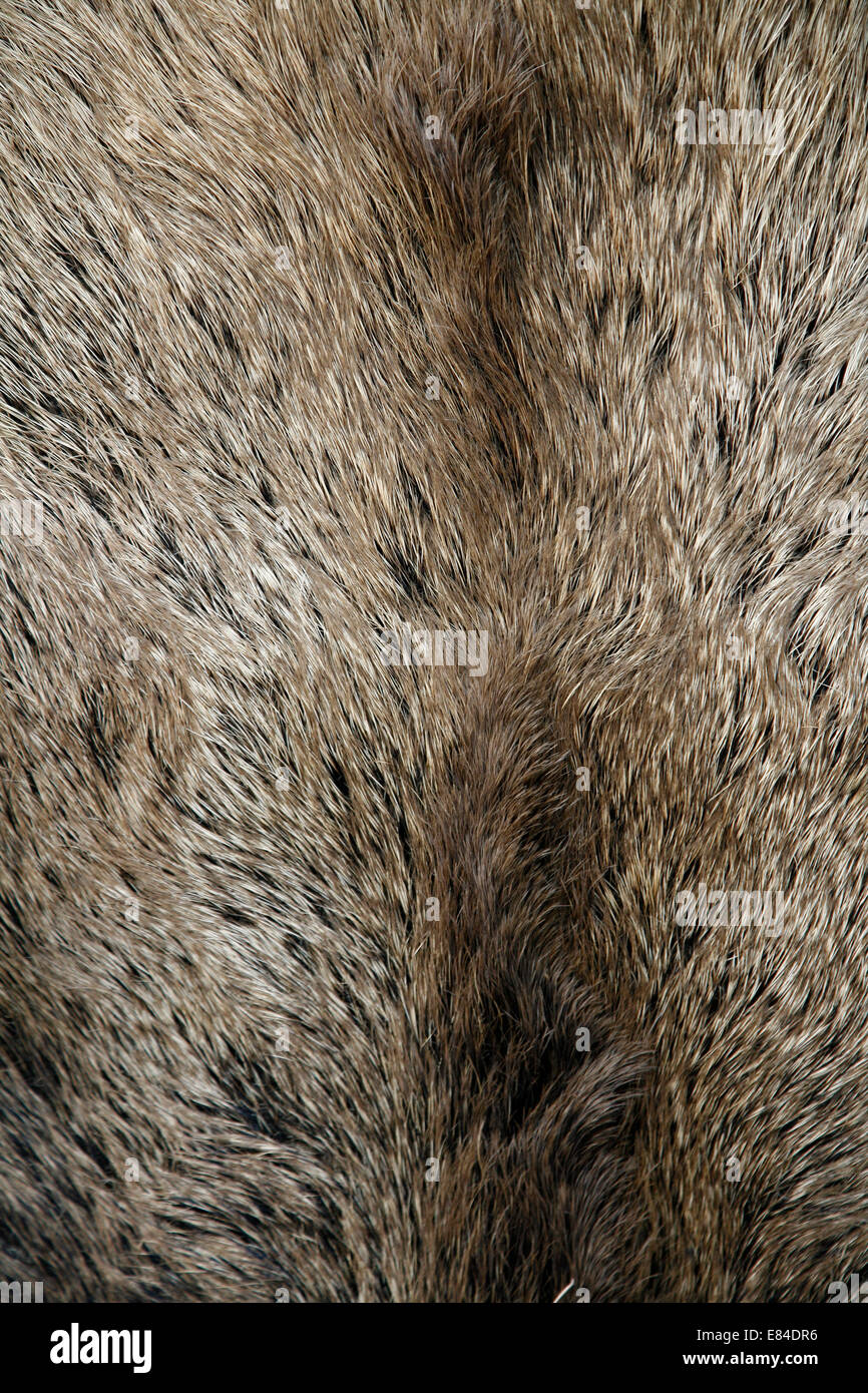 Boars parts hi-res stock photography and images - Alamy