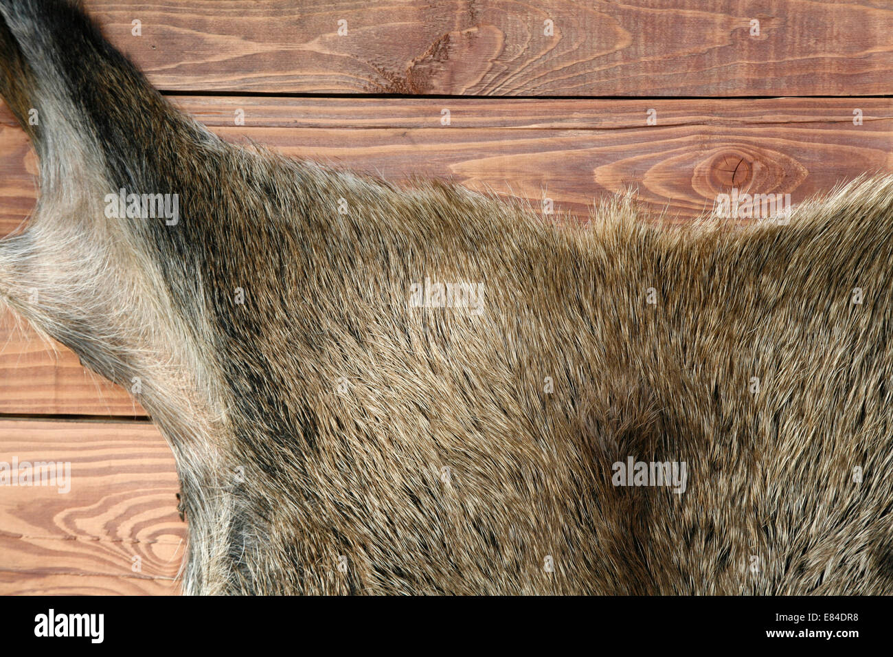 Fur of a wild boar on the wall Stock Photo - Alamy