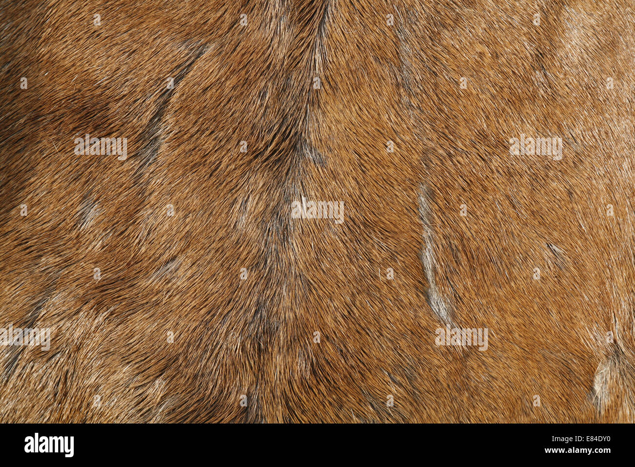 Fur of a wild boar Stock Photo - Alamy