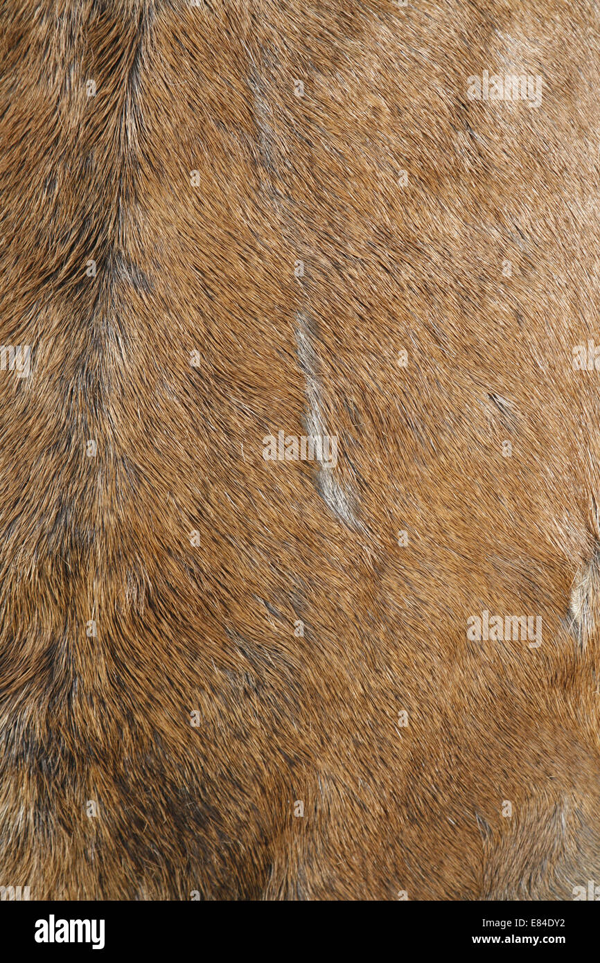 Boars parts hi-res stock photography and images - Alamy