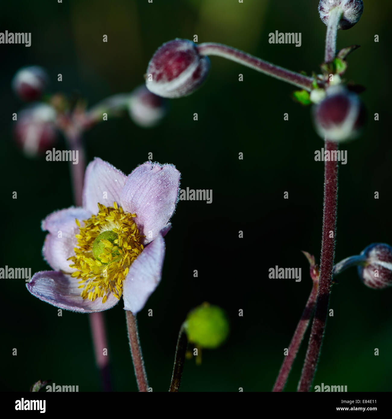 Pink flower yellow stamens hi-res stock photography and images - Alamy