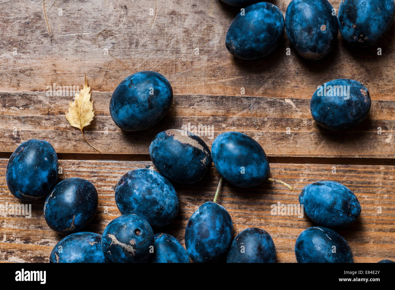 Autumn harvest of Damson Fruit Stock Photo - Alamy