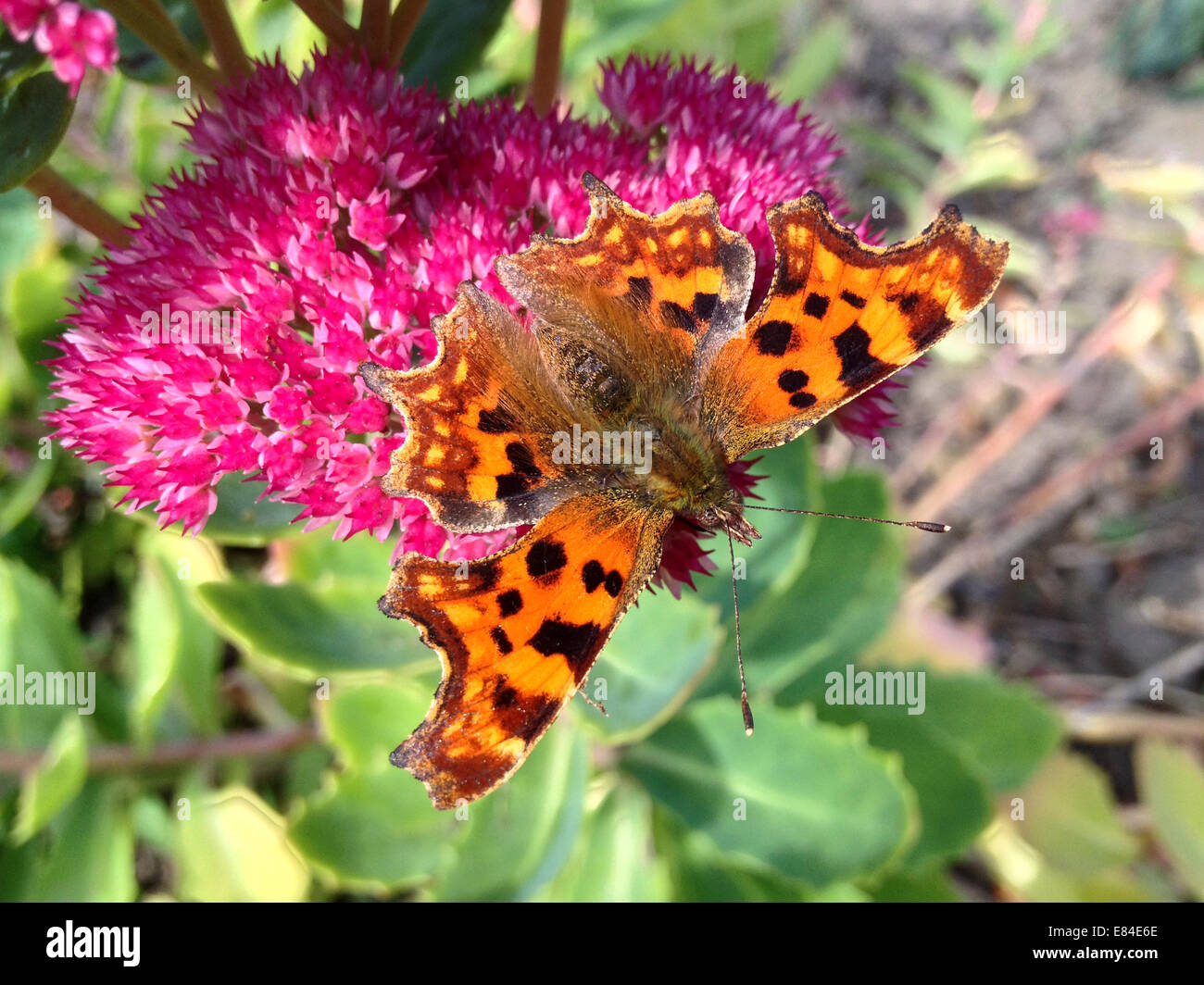 Comma butterfly on sedum spectabile Stock Photo - Alamy