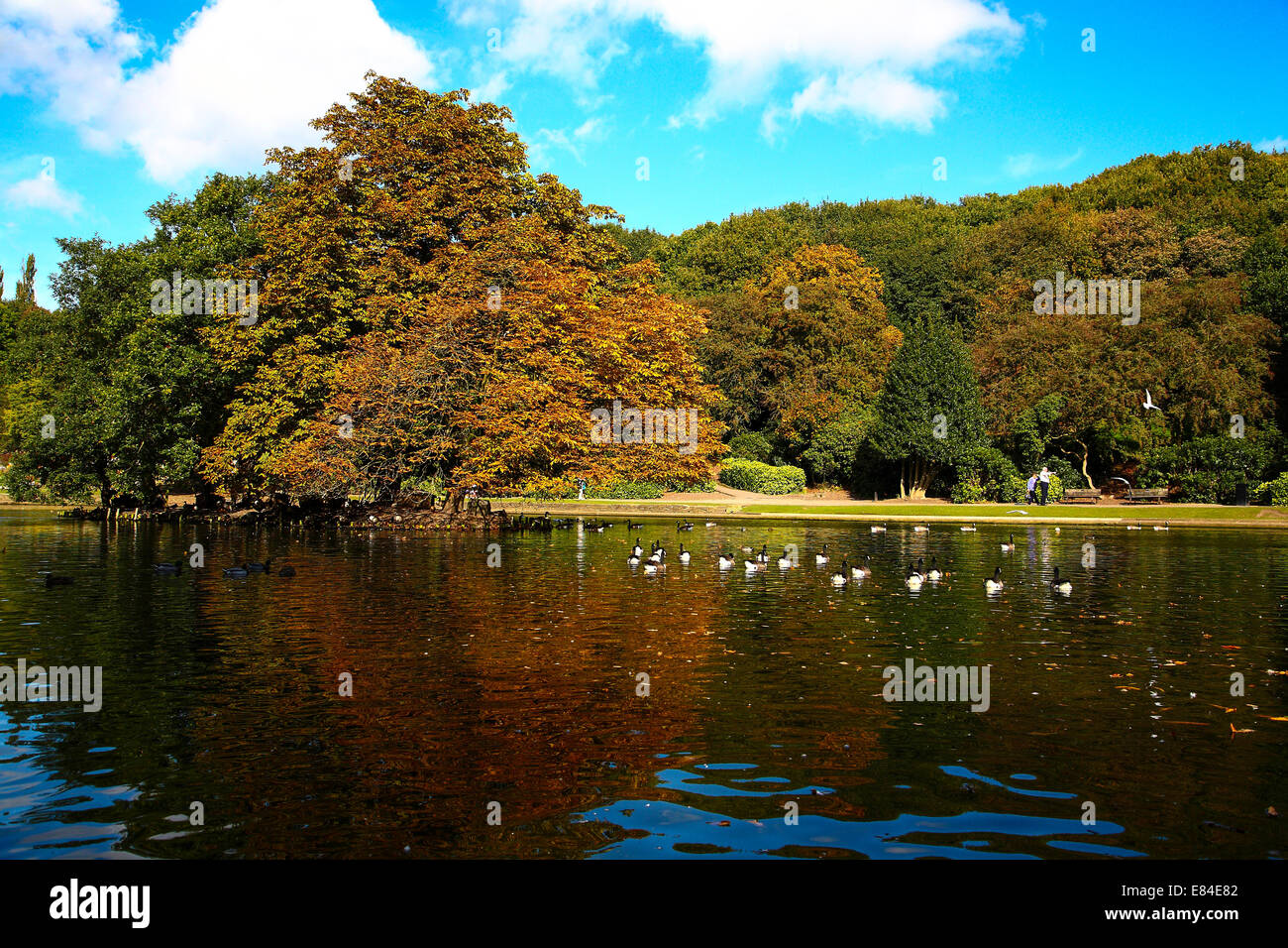 Batley park, West Yorkshire in Autumn Stock Photo - Alamy