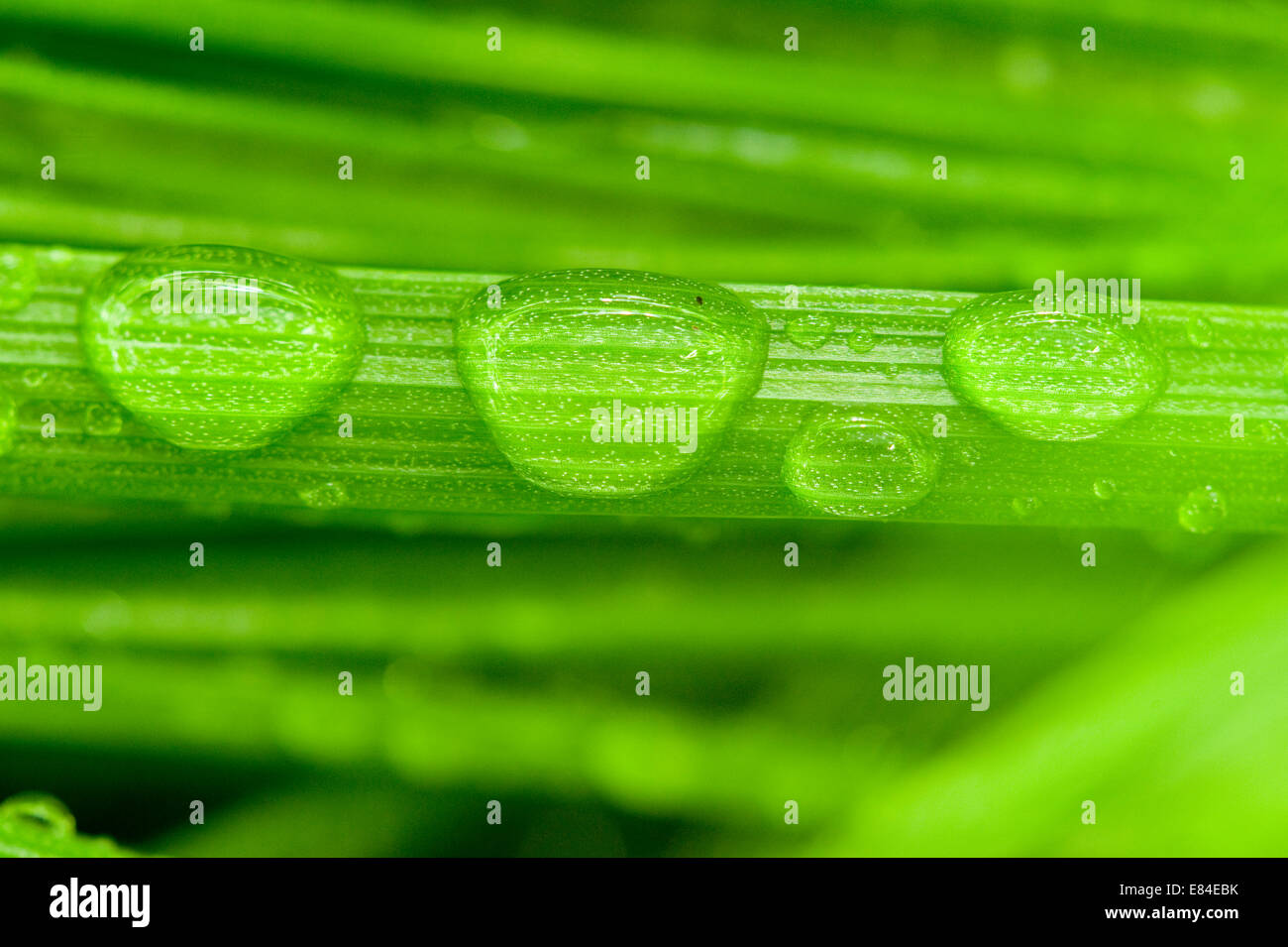 Dew drops on a plant Stock Photo - Alamy