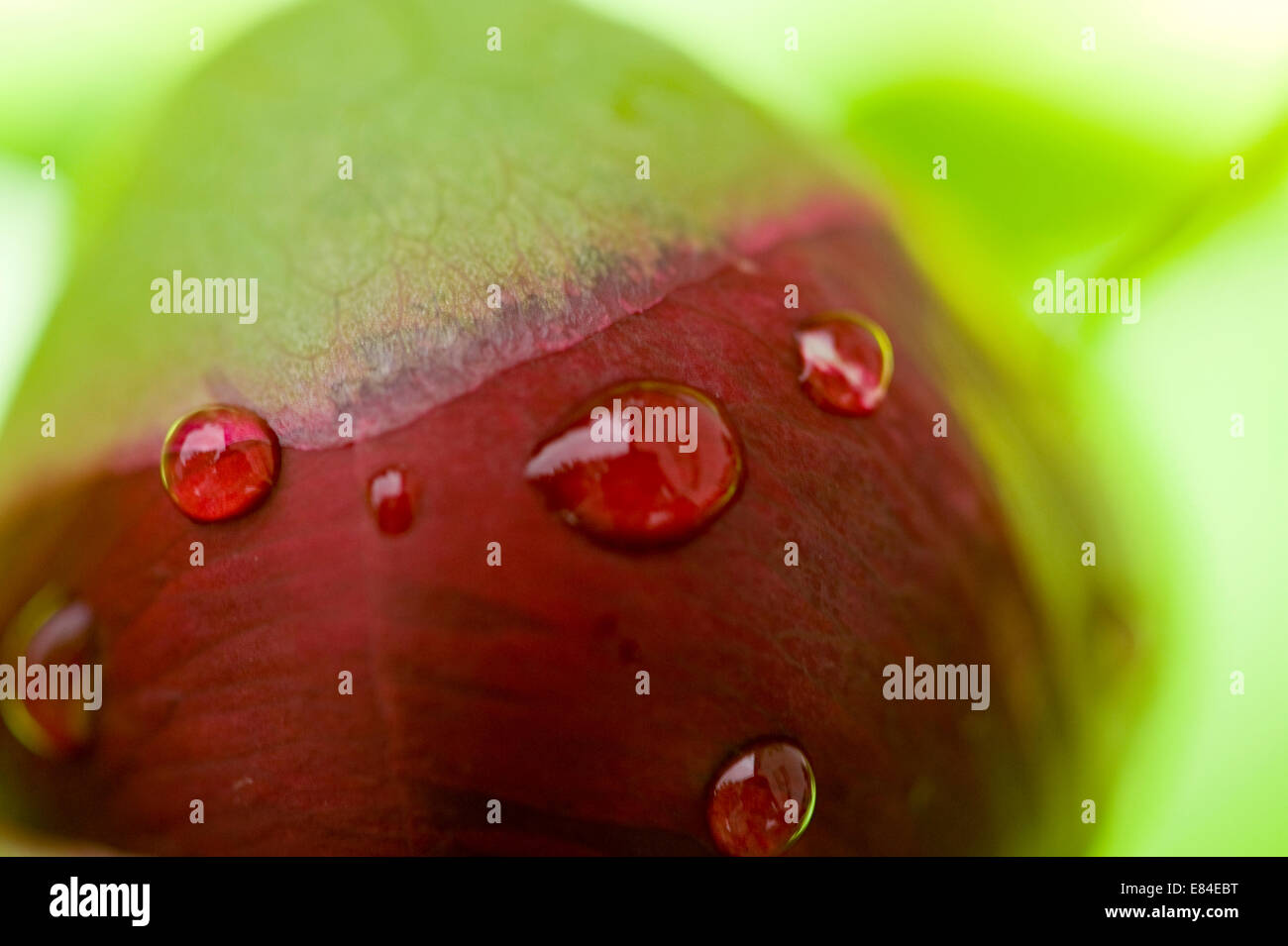 Dew drops on a plant Stock Photo - Alamy