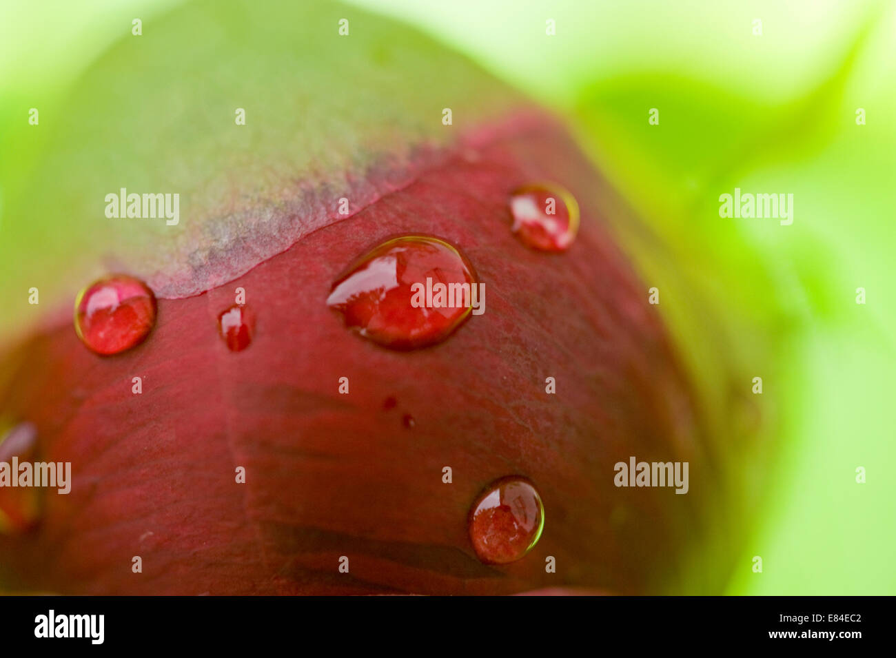 Dew drops on a plant Stock Photo - Alamy