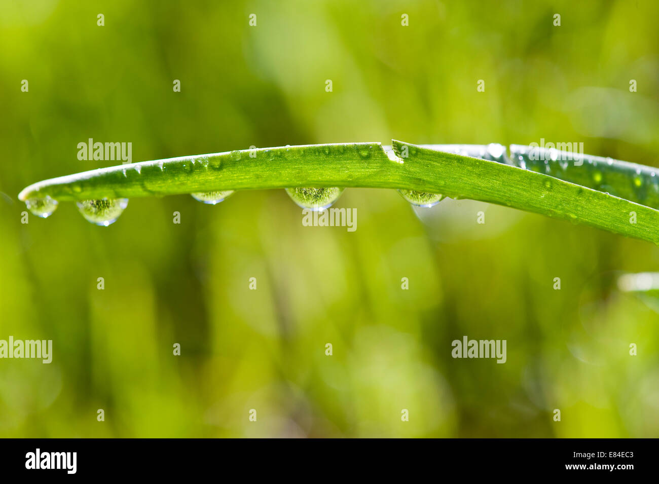 Dew drops on a plant Stock Photo - Alamy