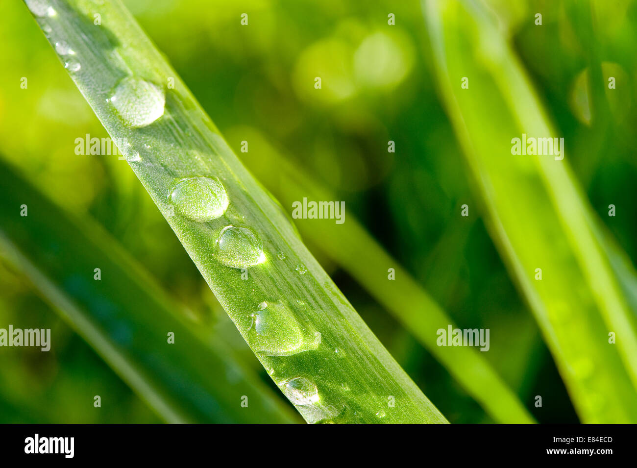 Dew drops on a plant Stock Photo - Alamy