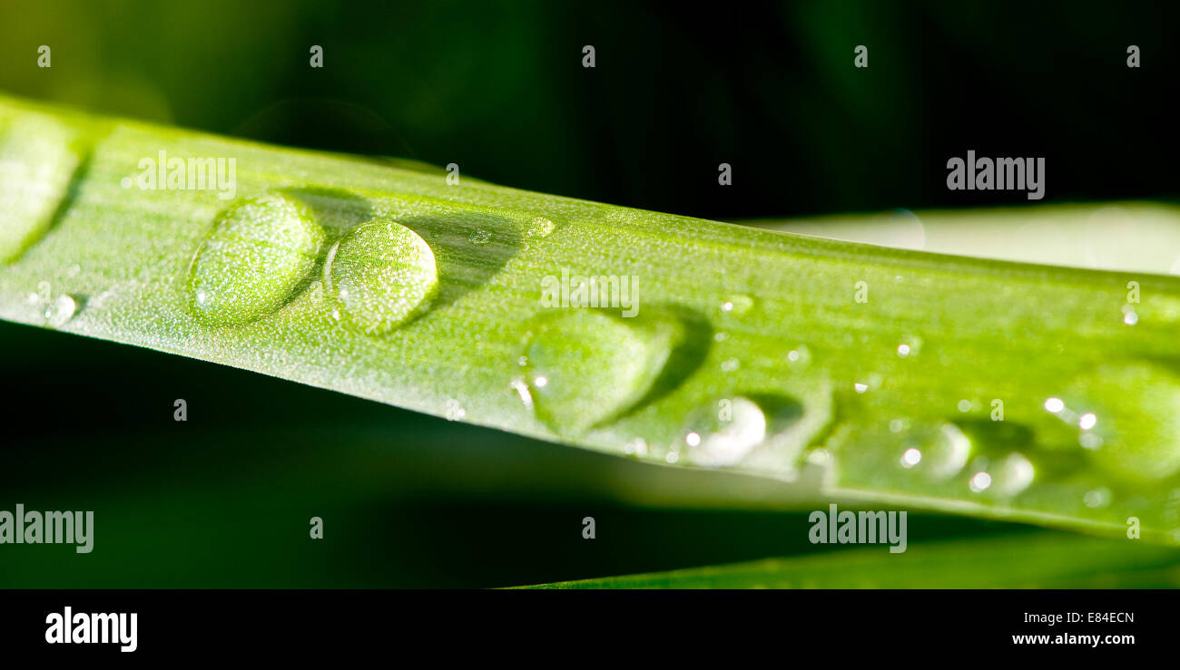 Dew drops on a plant Stock Photo - Alamy