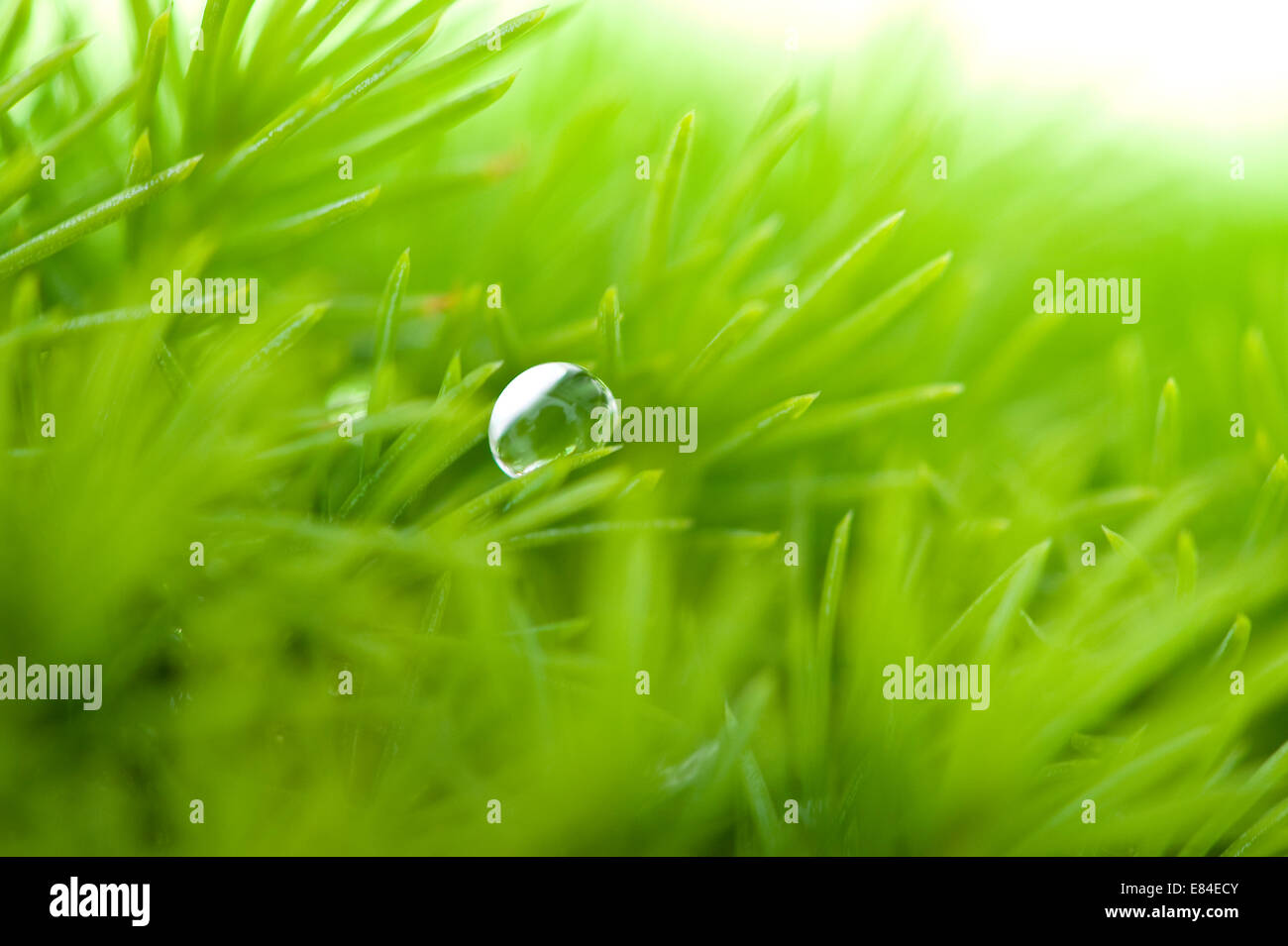Dew drops on a plant Stock Photo - Alamy