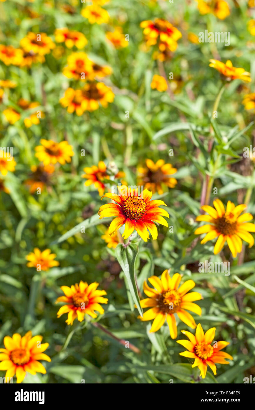 Shallow depth of field yellow flowers hi-res stock photography and ...