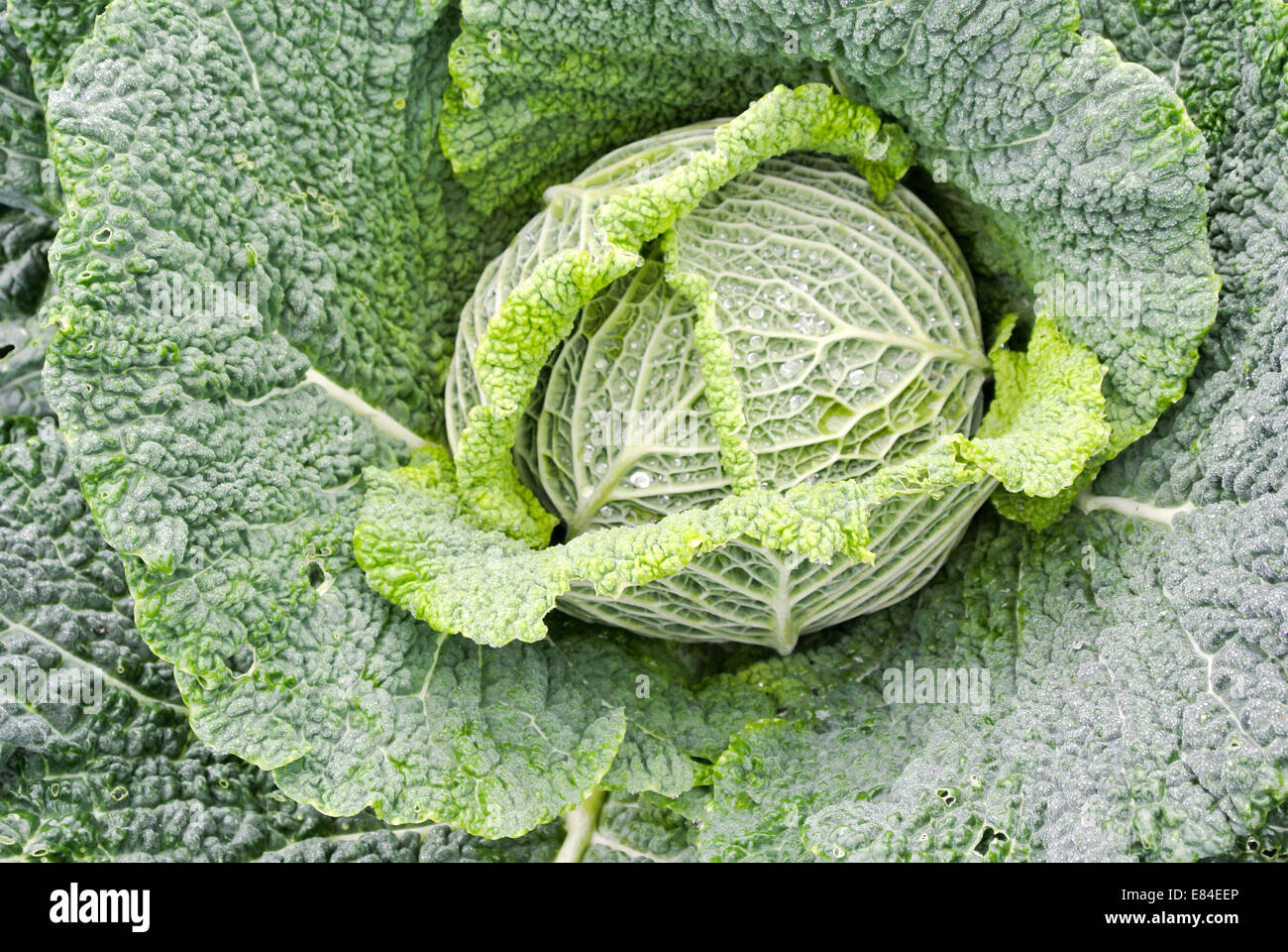 Savoy cabbages hi-res stock photography and images - Alamy