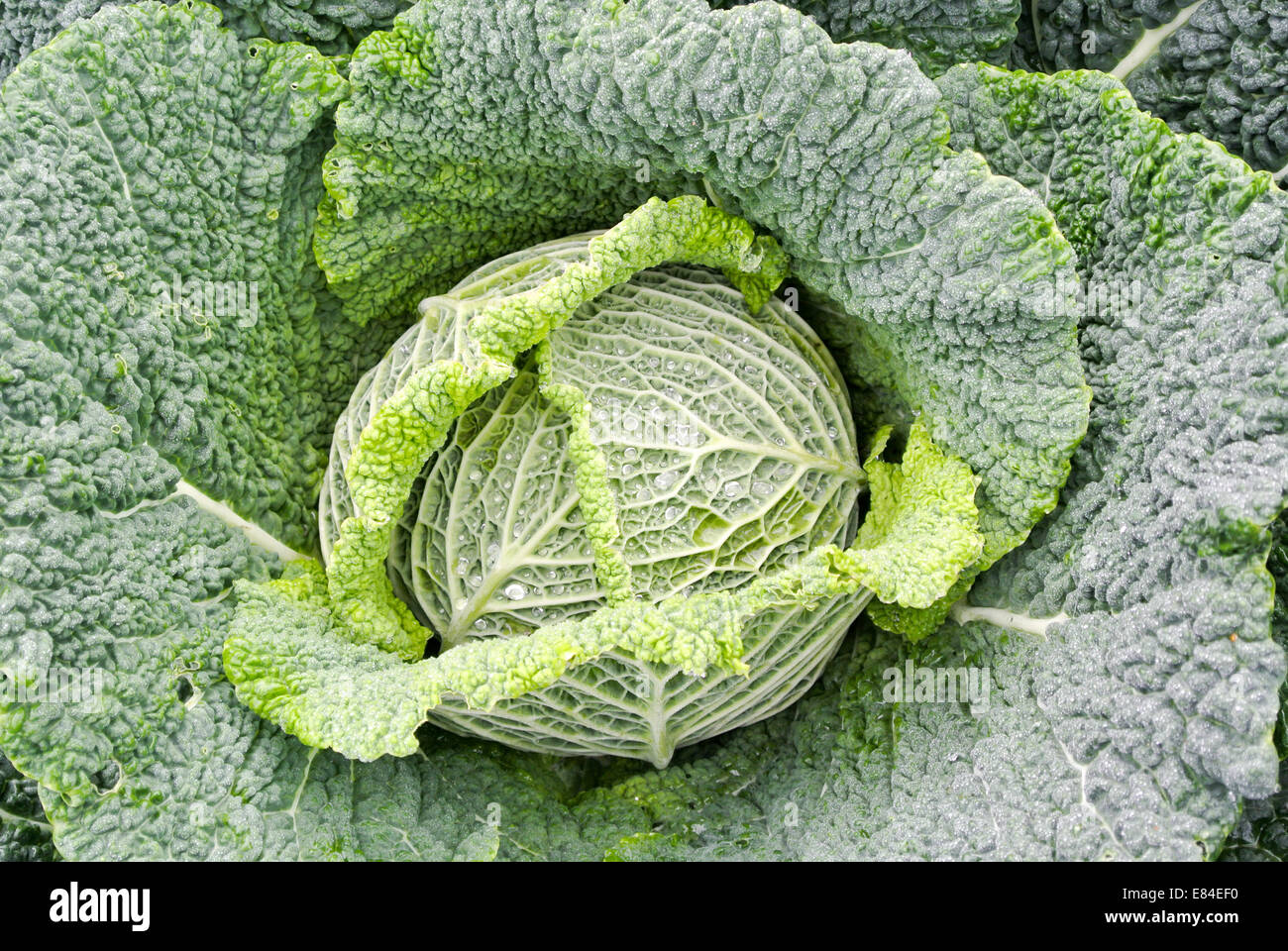 Crinkled cabbage hi-res stock photography and images - Alamy