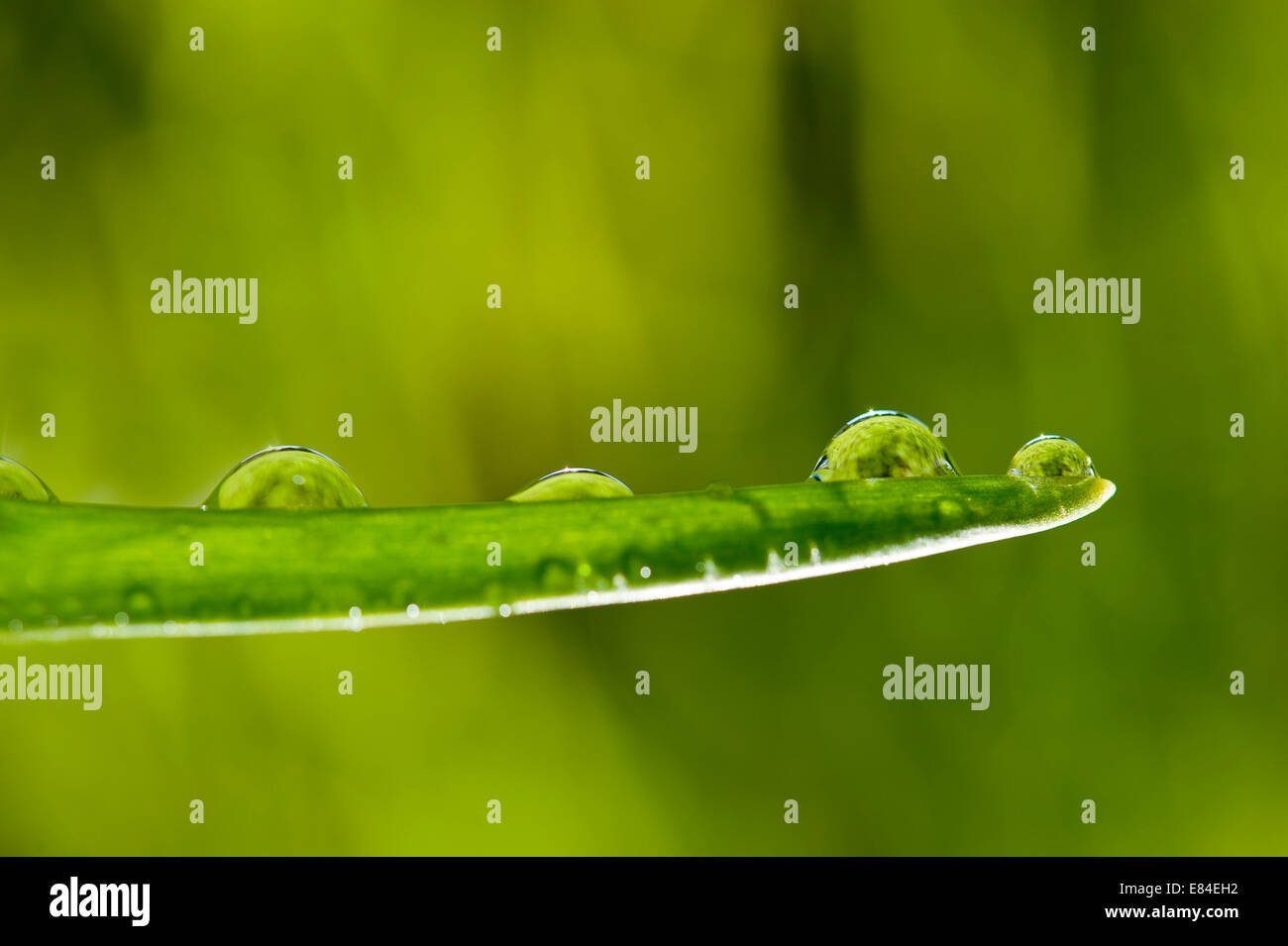 Dew drops on a plant Stock Photo - Alamy
