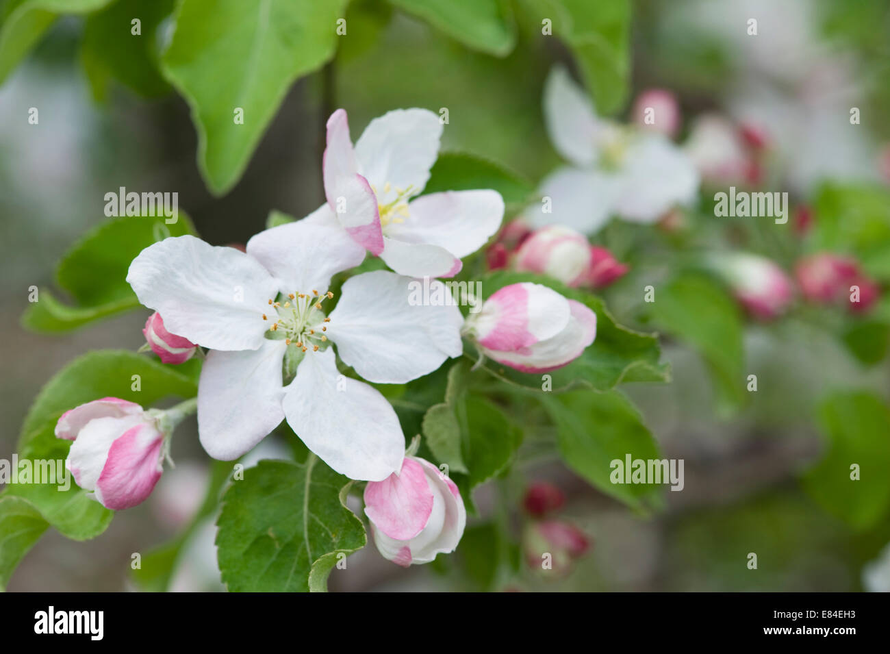 Cultivation of apples in italy hi-res stock photography and images - Alamy