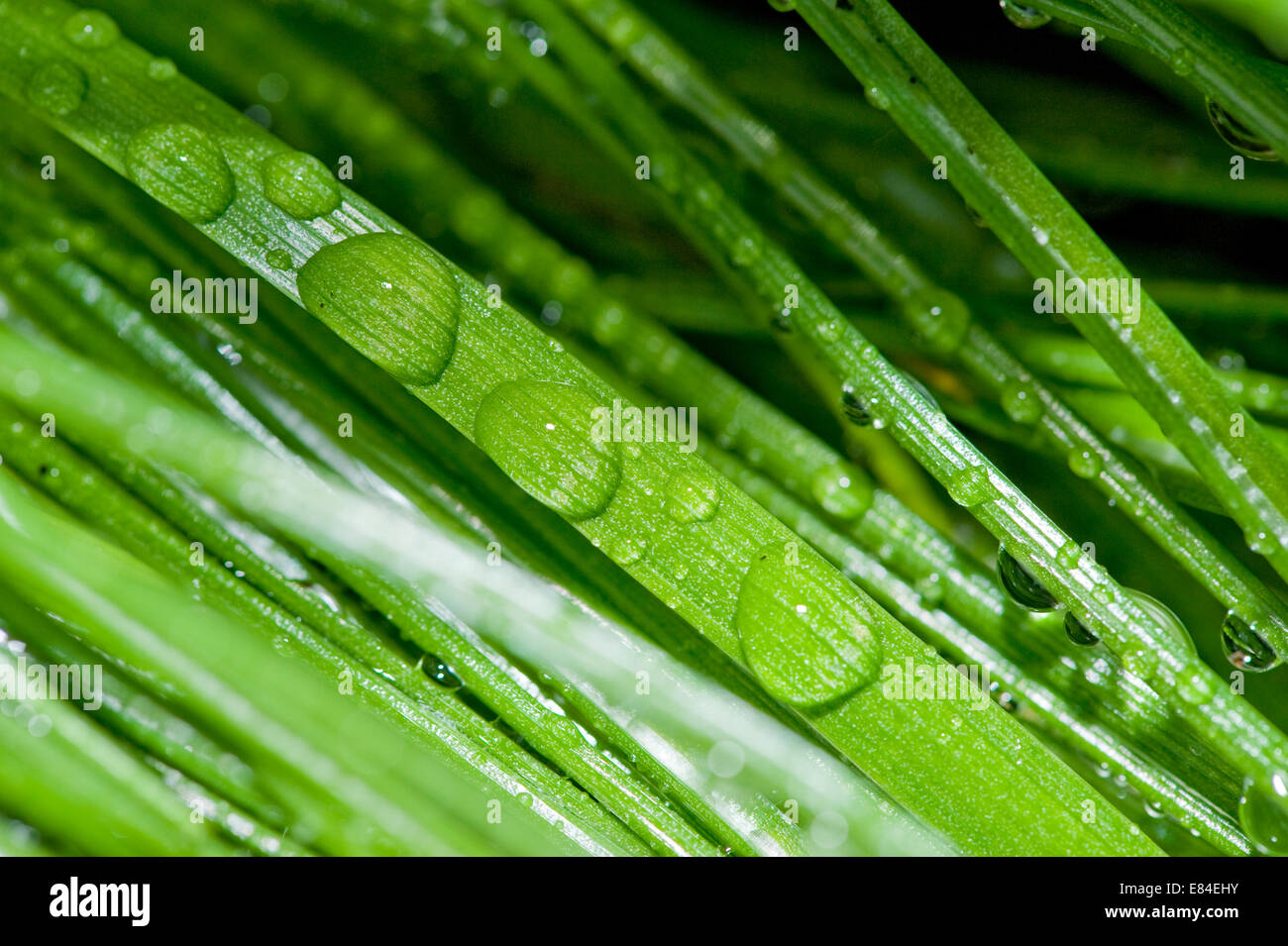 Dew drops on a plant Stock Photo - Alamy