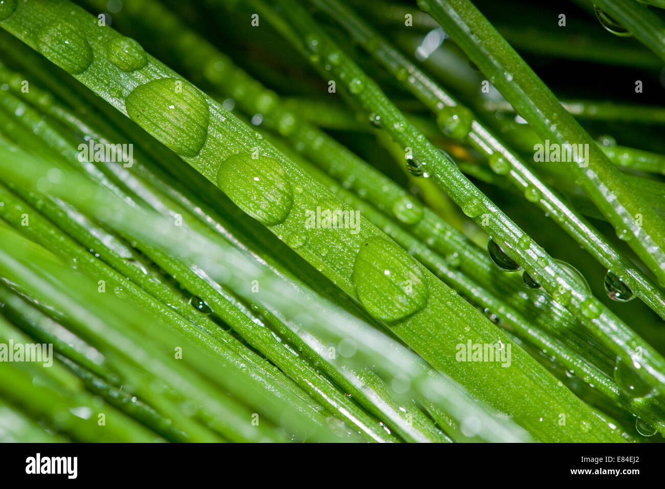 Dew drops on a plant Stock Photo - Alamy
