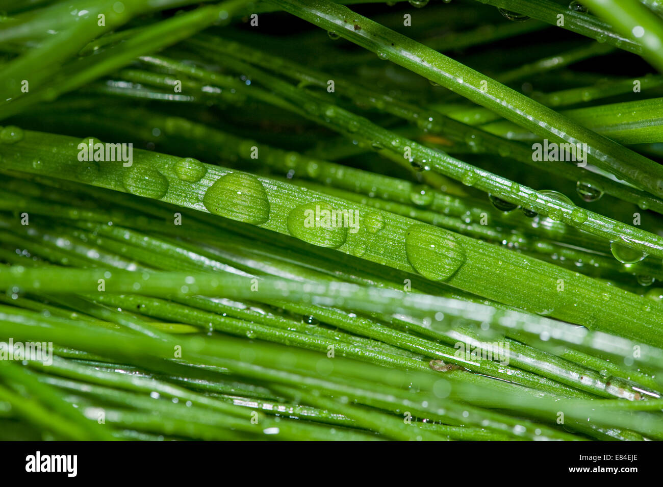 Dew drops on a plant Stock Photo - Alamy