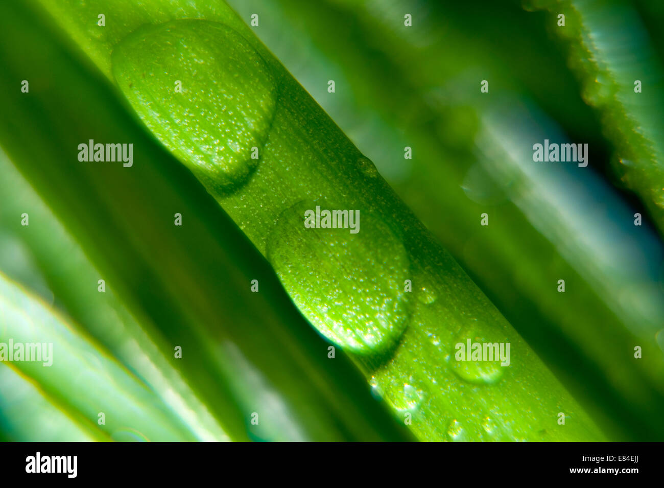 Dew drops on a plant Stock Photo - Alamy
