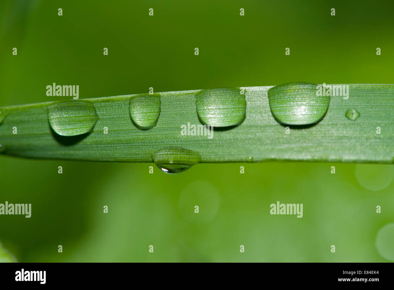 Dew drops on a plant Stock Photo - Alamy