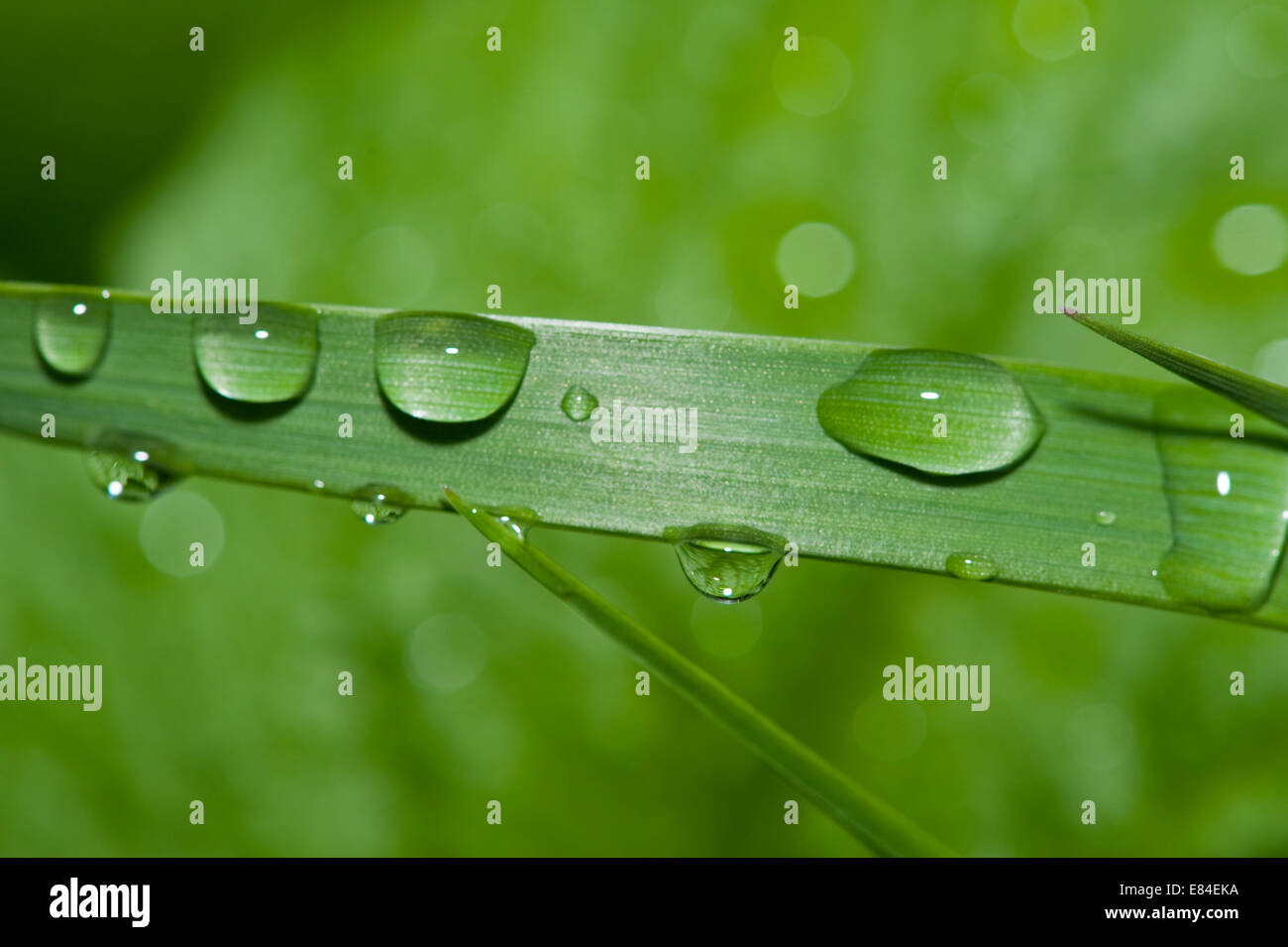 Dew drops on a plant Stock Photo - Alamy