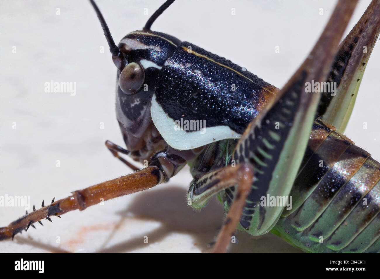 Fips hi-res stock photography and images - Alamy