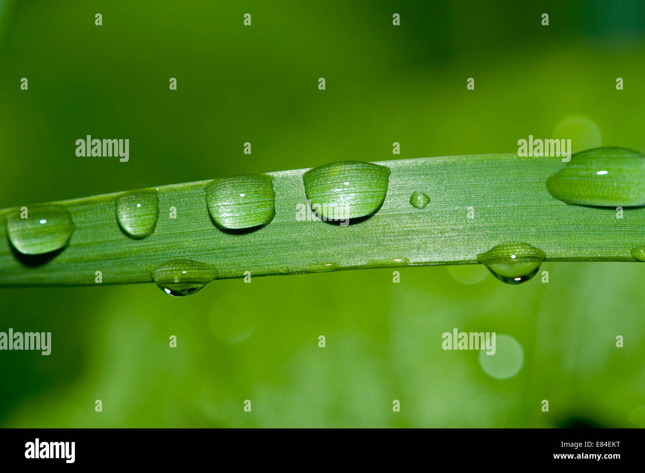 Dew drops on a plant Stock Photo - Alamy