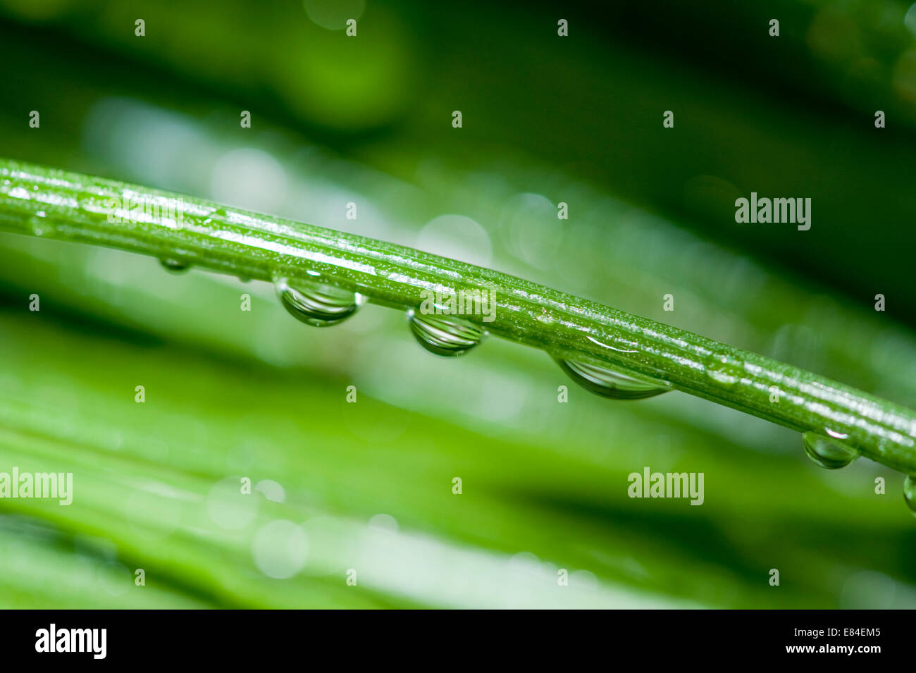 Dew drops on a plant Stock Photo - Alamy