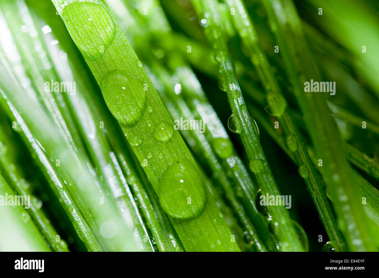 Dew drops on a plant Stock Photo - Alamy