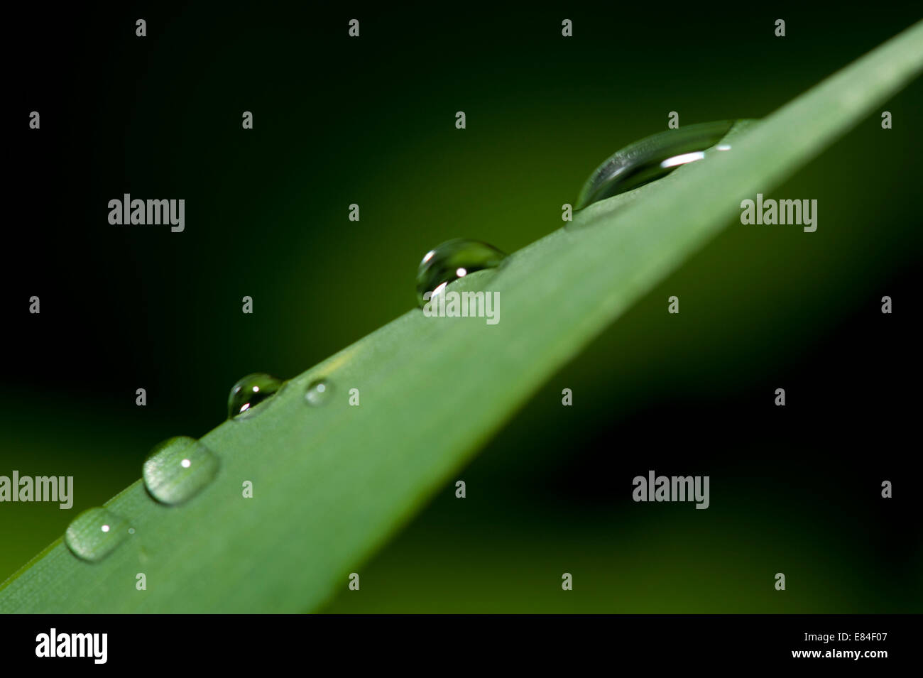 Dew drops on a plant Stock Photo - Alamy