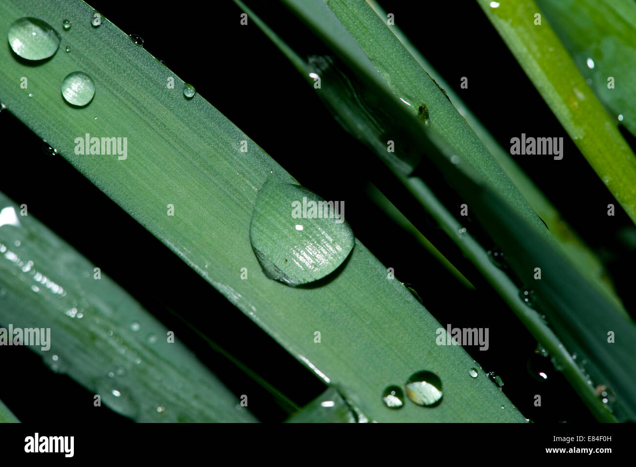 Dew drops on a plant Stock Photo - Alamy