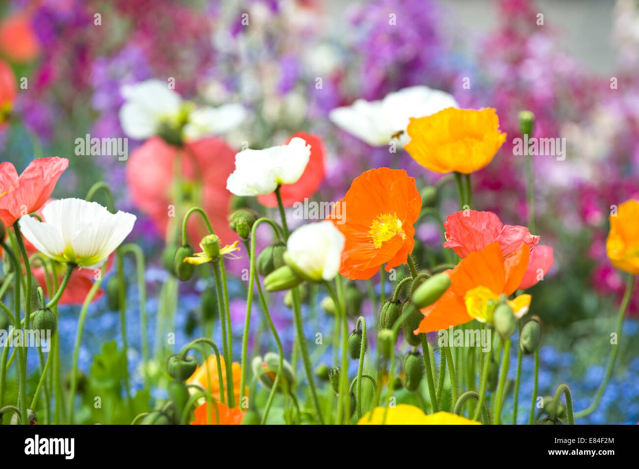 Spring mood in South Tyrol in Italy Stock Photo - Alamy