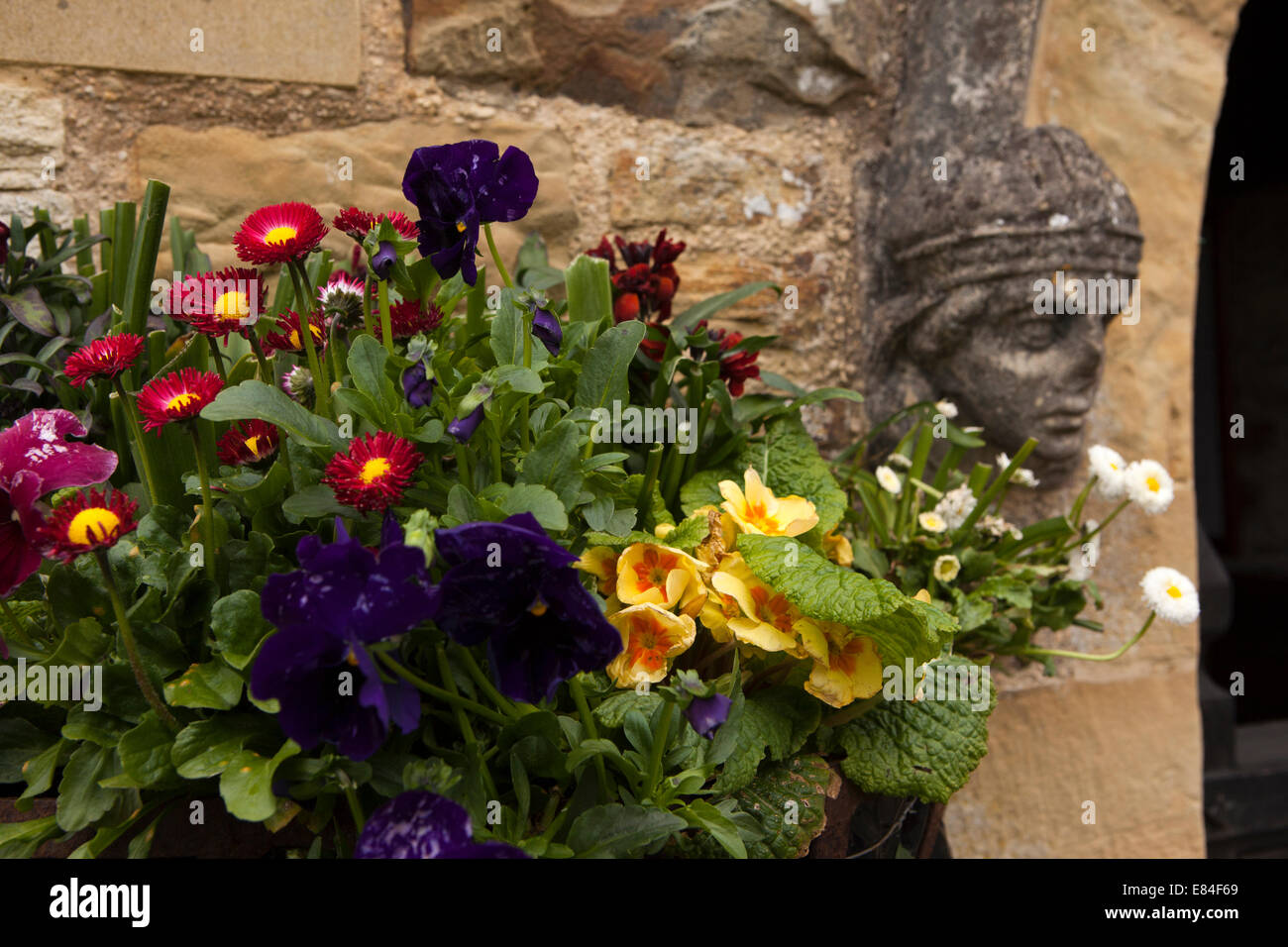 UK, England, Devon, Georgeham, St George’s Church spring flowers in ...