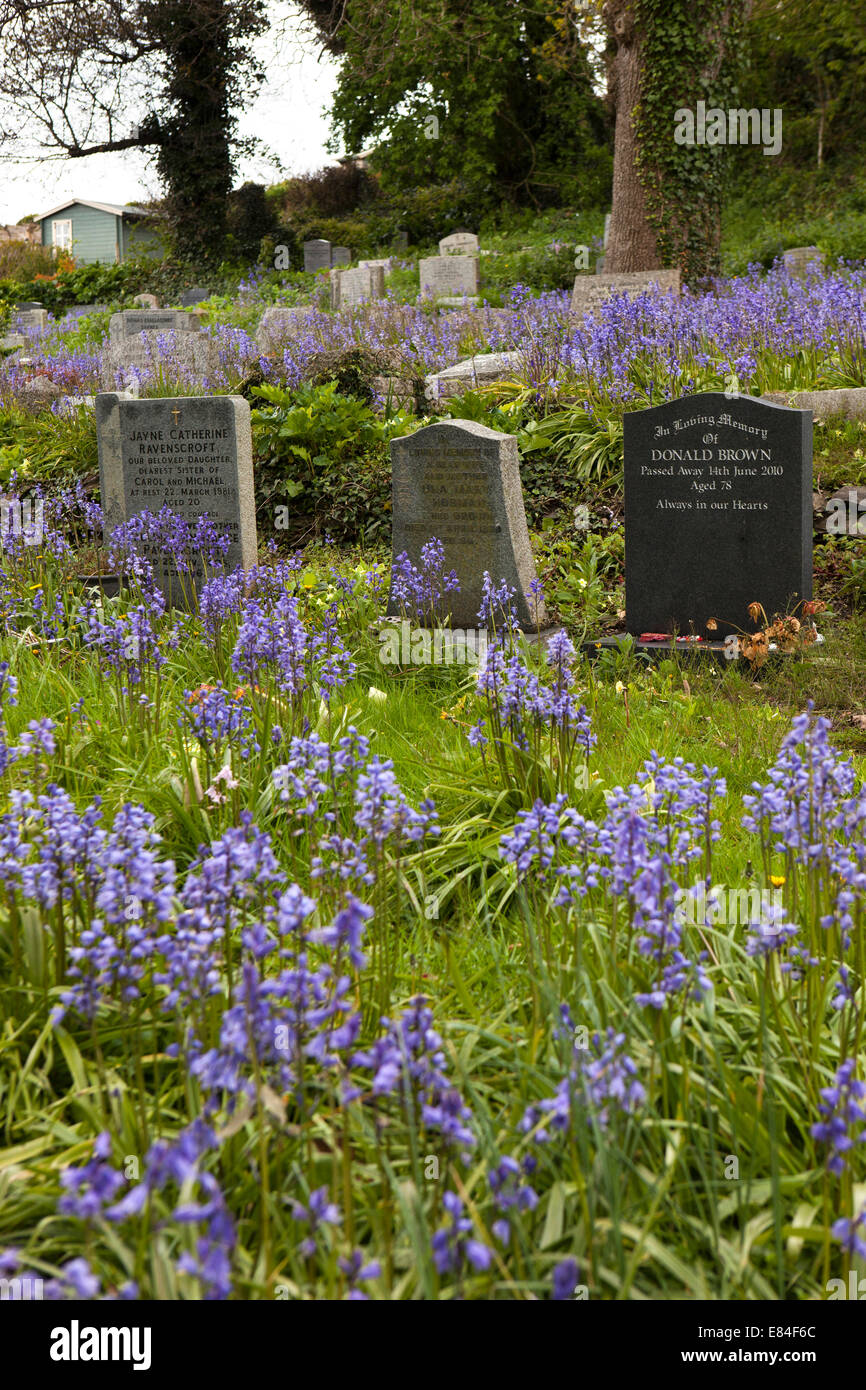 UK, England, Devon, Georgeham, St George’s Church, spring flowers in ...