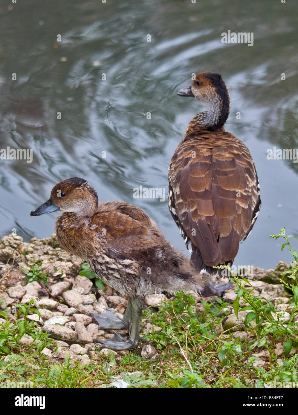 Wandering Whistling Duck (dendrocygna arcuata) and Fledgling Stock ...