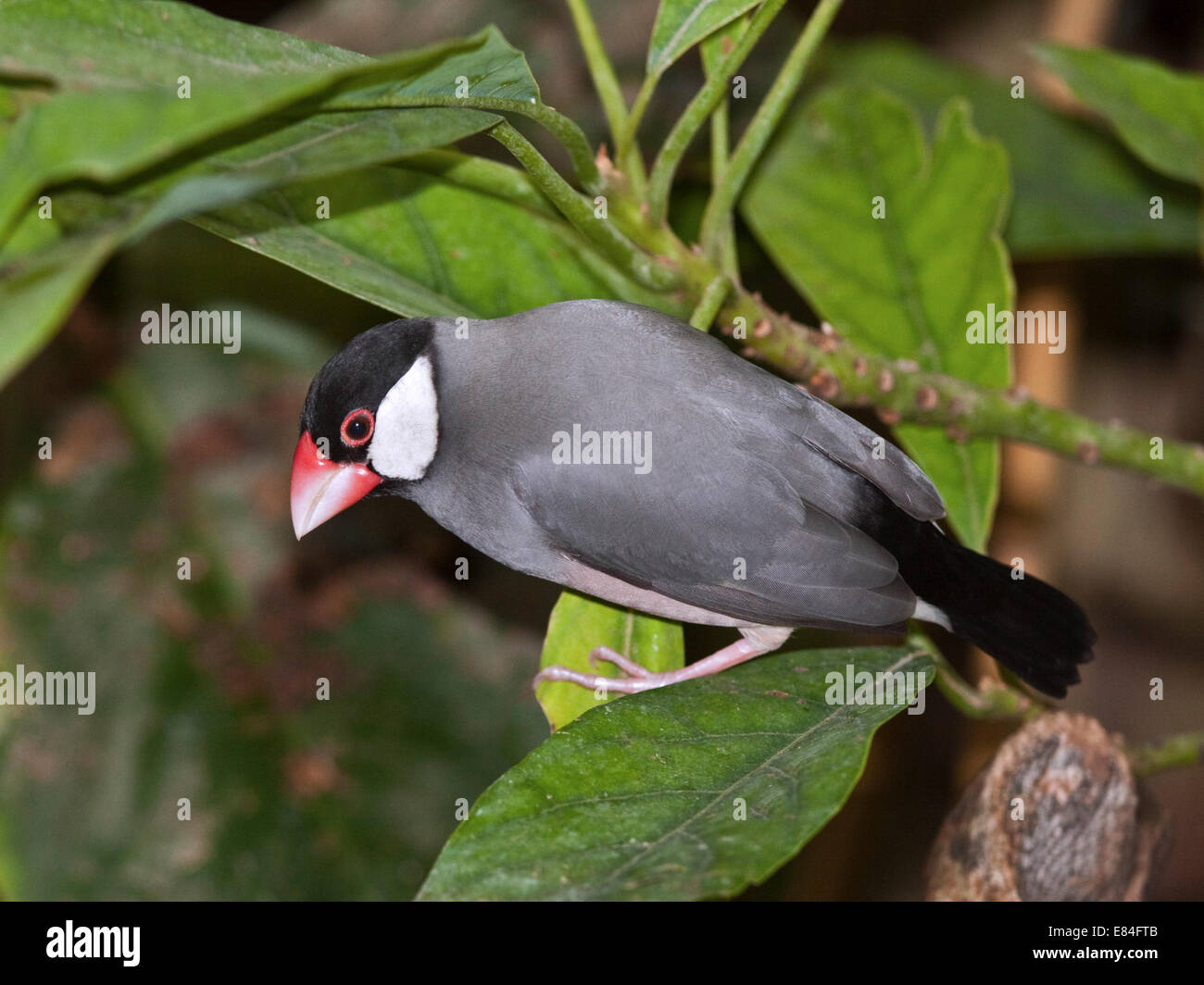 Java finch hi-res stock photography and images - Alamy