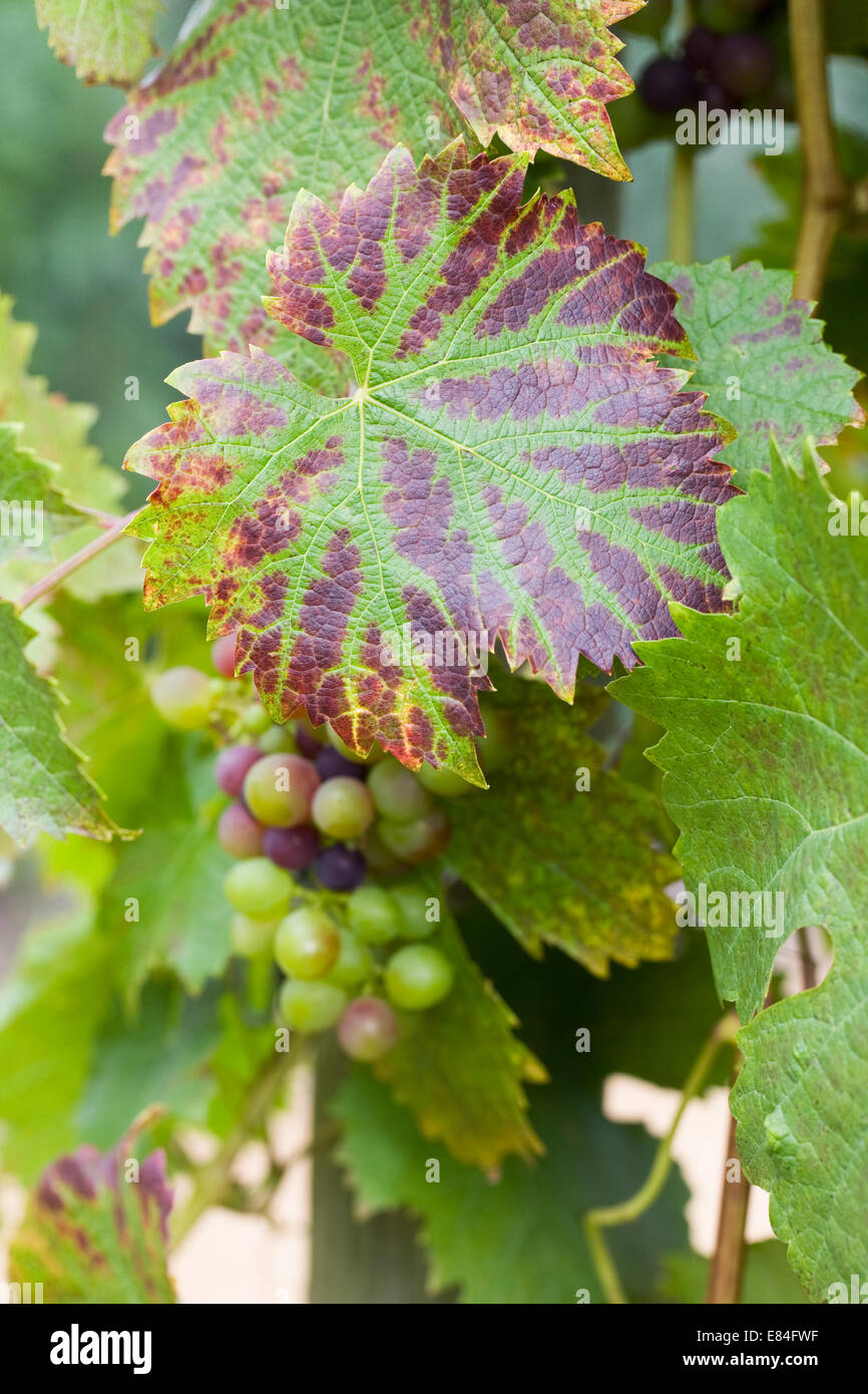 Fruit grape vine vitis vinifera hi-res stock photography and images - Alamy