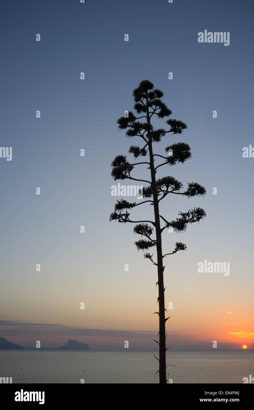Agave pita americana hi-res stock photography and images - Alamy