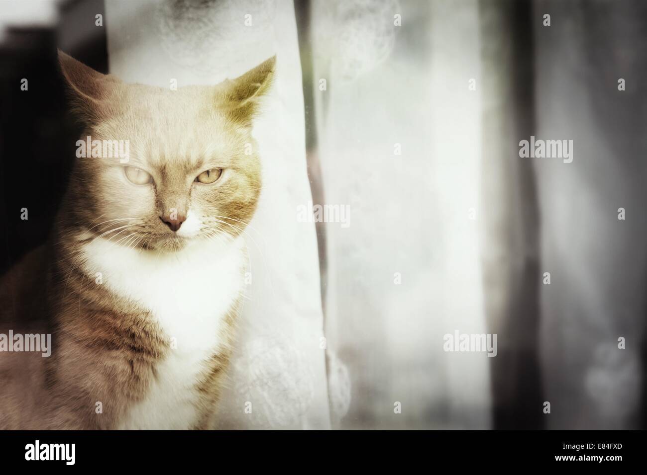 Cat looking outside the window Stock Photo - Alamy