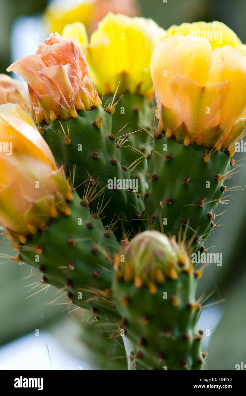 Garden plants of corfu hi-res stock photography and images - Alamy
