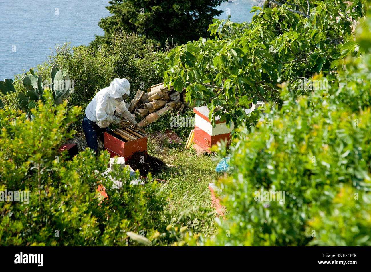 Beekeepers at work on the island of Corfu in Greece Stock Photo - Alamy