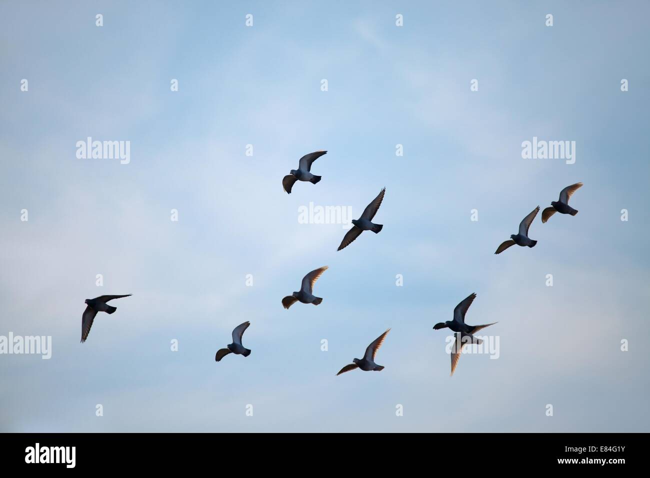 White bird group hi-res stock photography and images - Alamy