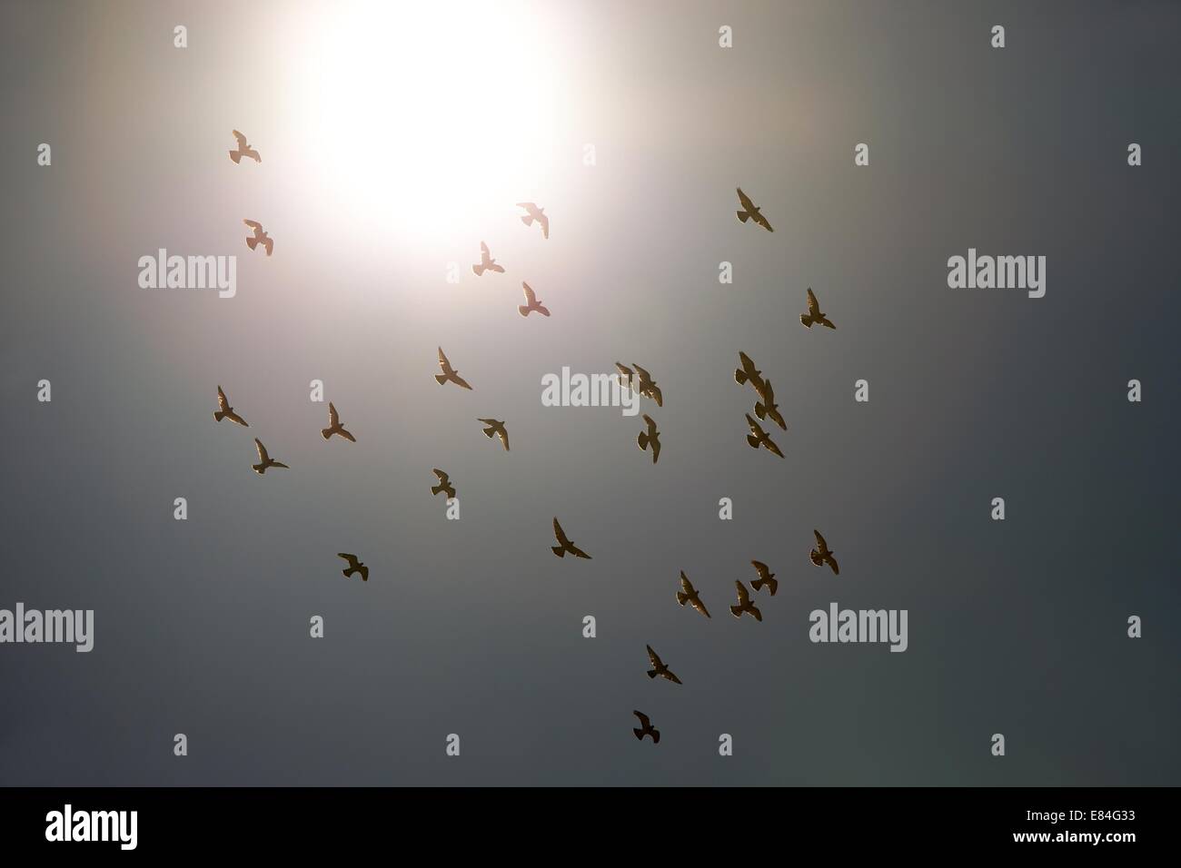 Group birds fly above hi-res stock photography and images - Alamy