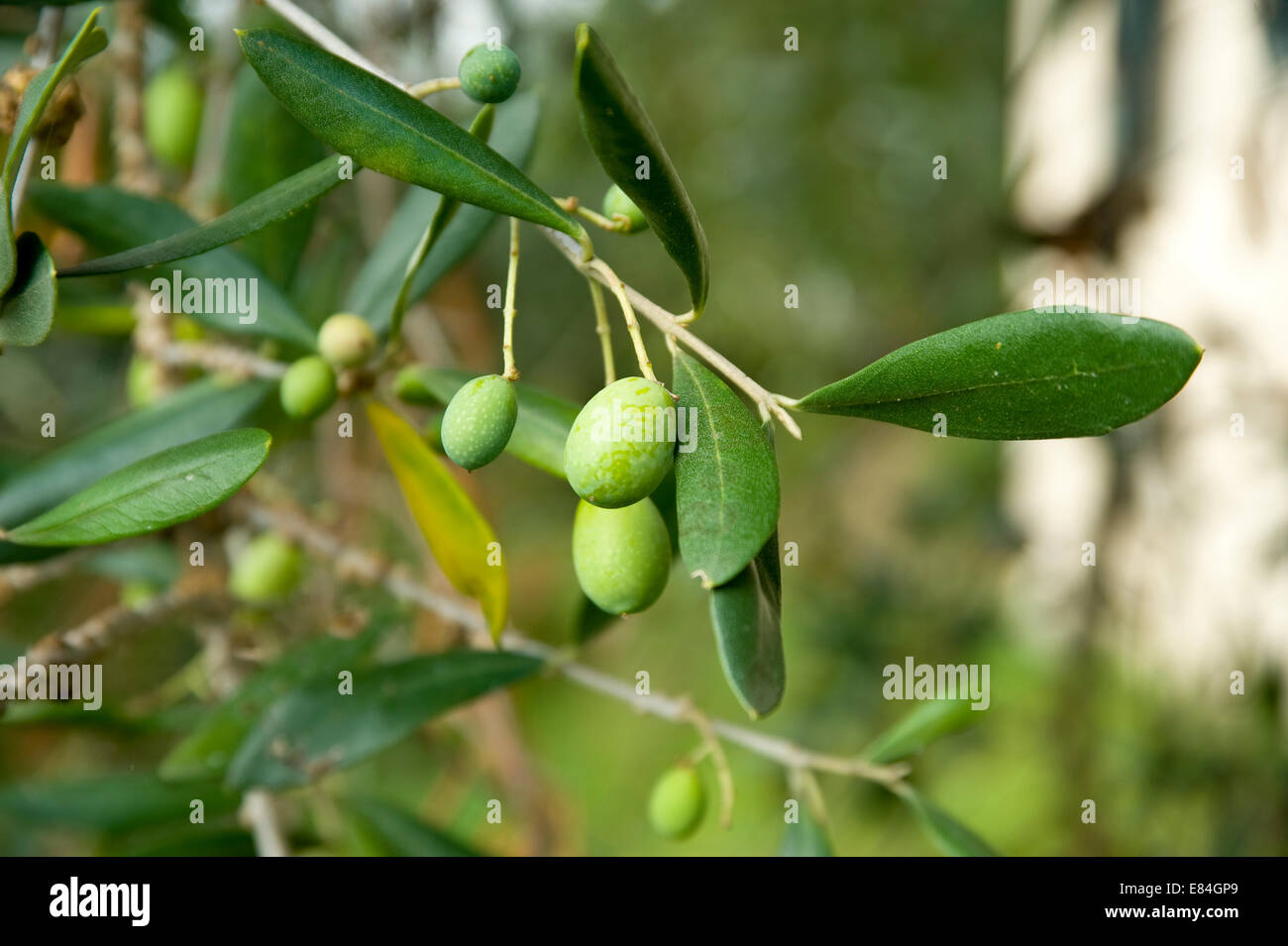 Italien olive hi-res stock photography and images - Alamy