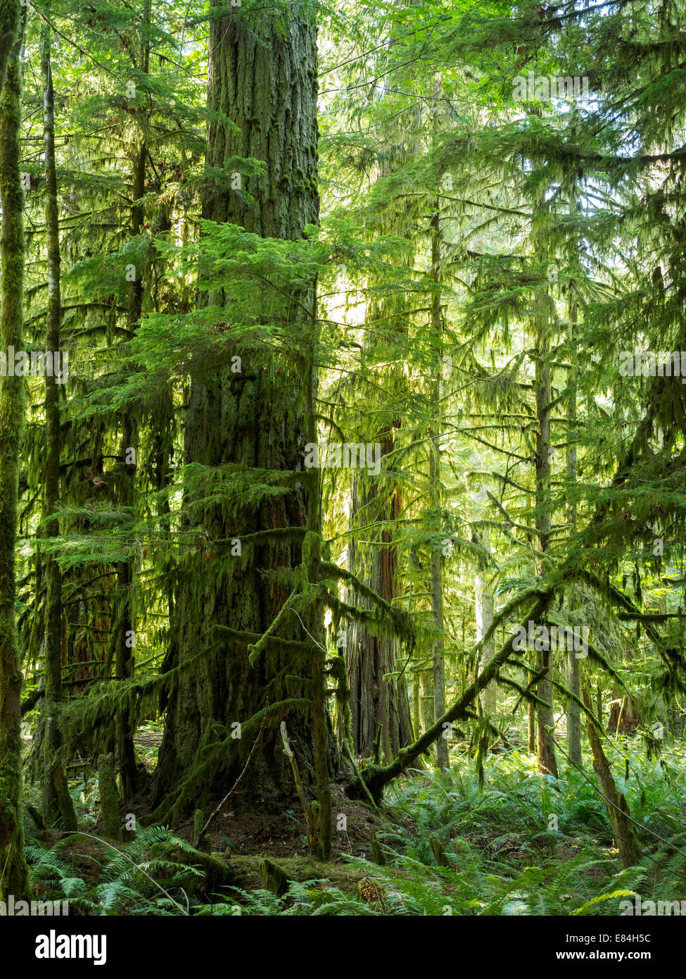 Douglas fir forest hi-res stock photography and images - Alamy