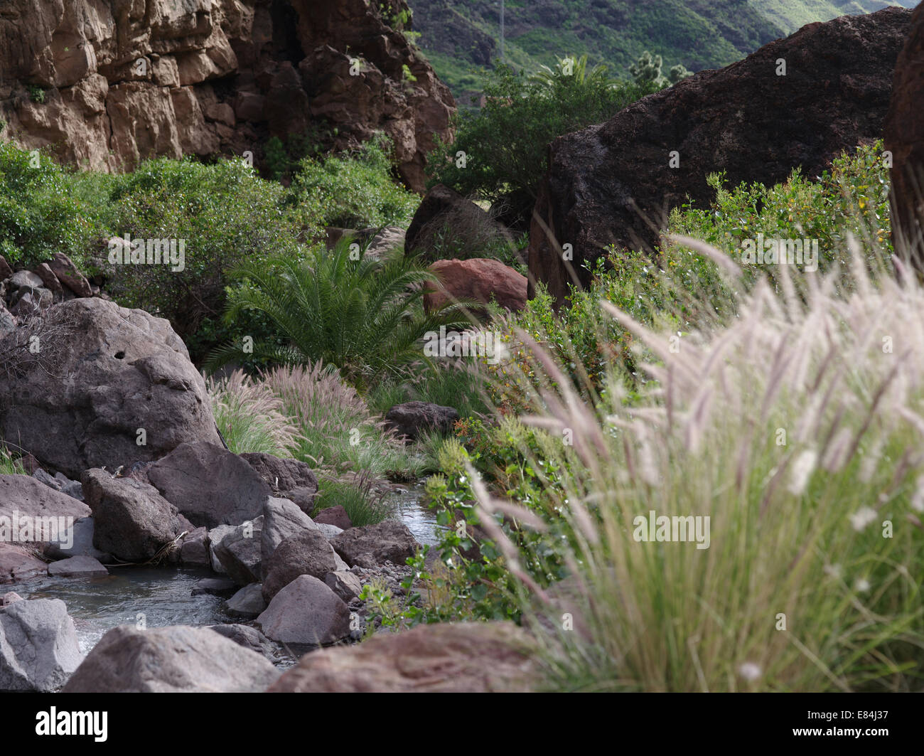 wild gorge at Mogan on Gran Canaria in Spain Stock Photo - Alamy