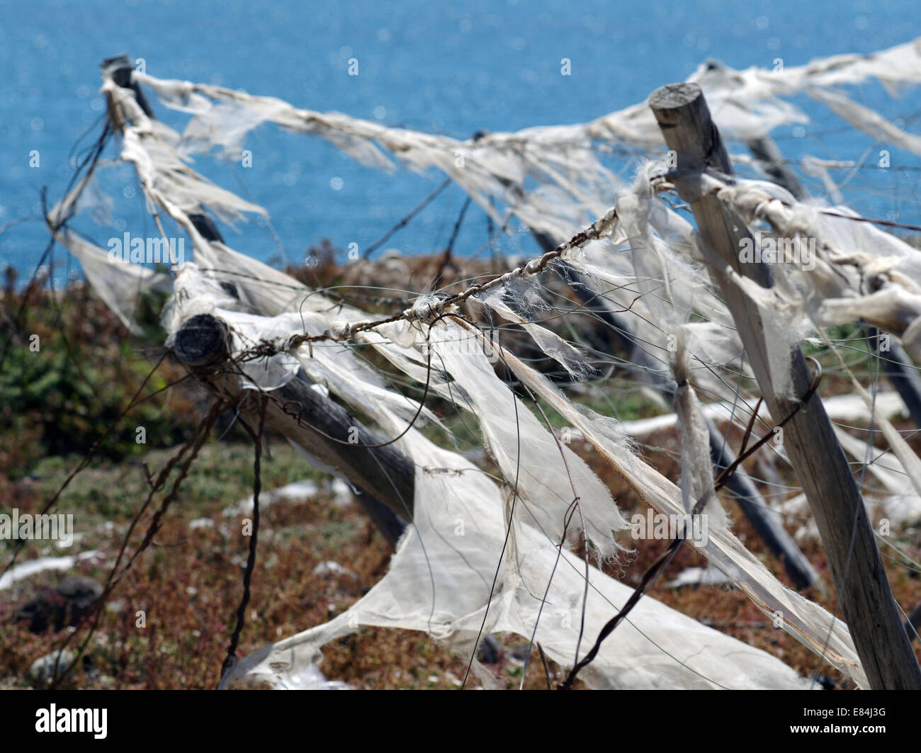 foil ripped from the wind on Gran Canaria in Spain Stock Photo - Alamy