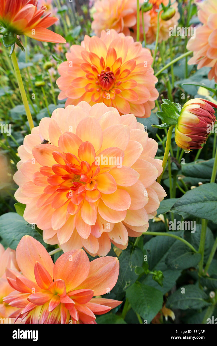 Orange sepal hi-res stock photography and images - Alamy