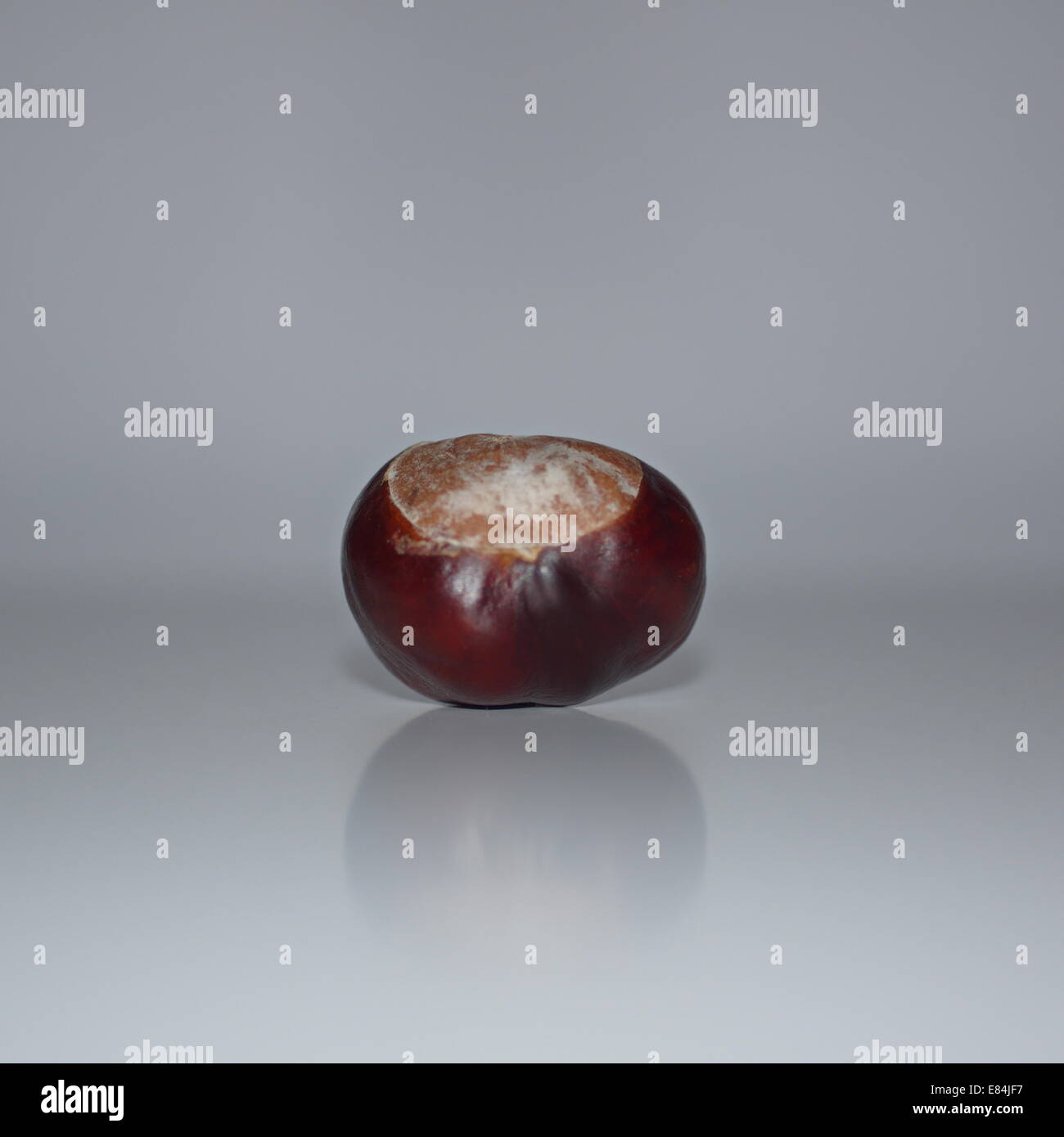Single conker hi-res stock photography and images - Alamy